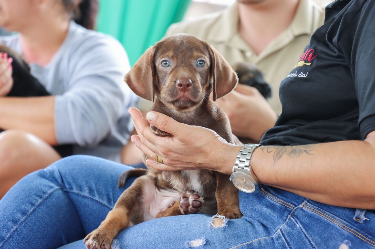 Goiânia recebe feira de adoção de pets com 15 cães resgatados