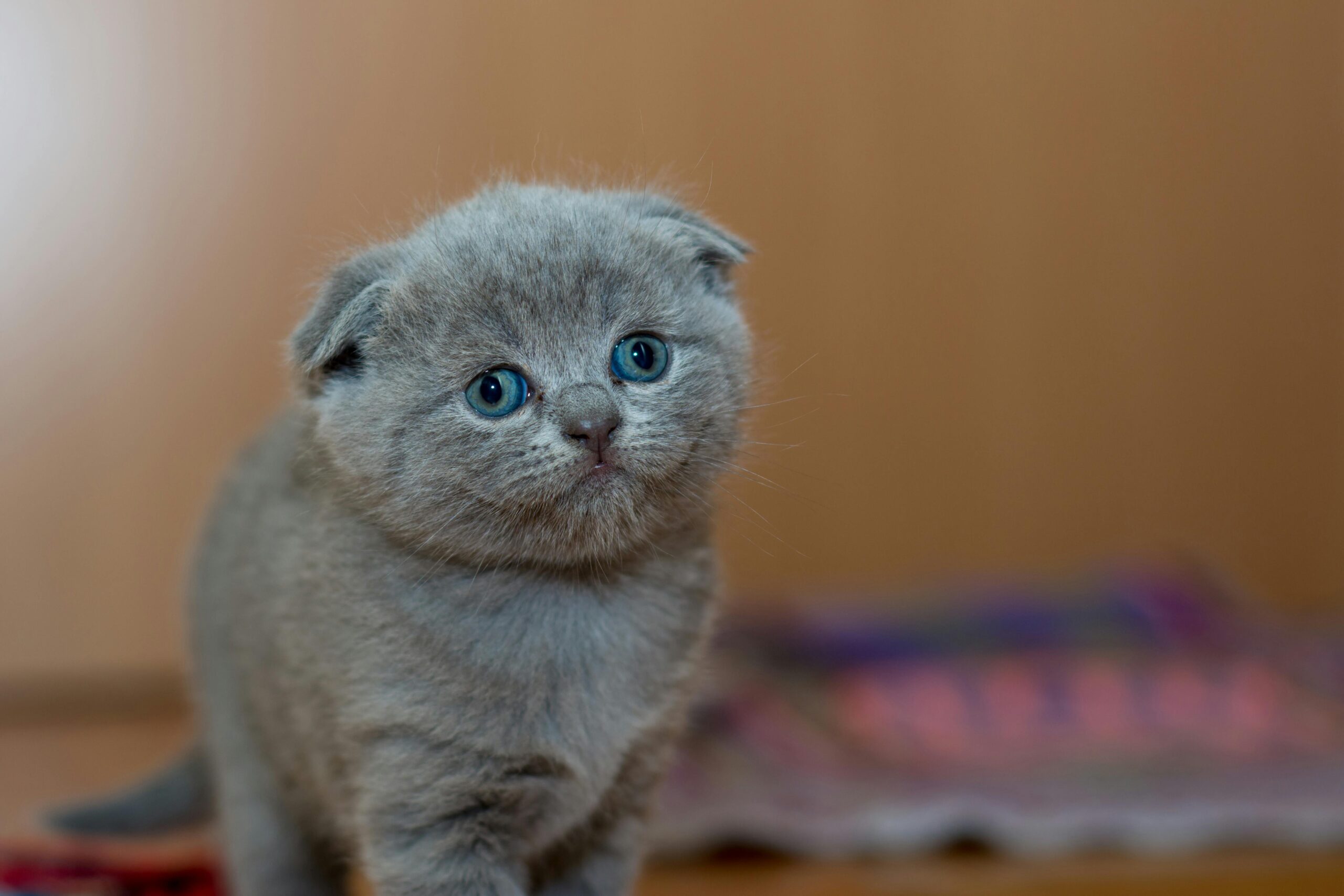 Gato que Abre Portas Viraliza na Internet - Notícia Toda Hora